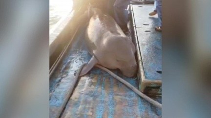 滅絕1.2萬年「恐狼」成功復育！科學家預計2028目標長毛象│TVBS新聞網