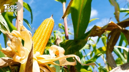 114學年度四技二專榜單出爐！錄取率96.6% 減招逾千名額│TVBS新聞網