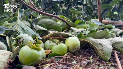 氣候變遷挑戰無國界 海委會助加勒比海友邦提升韌性│TVBS新聞網