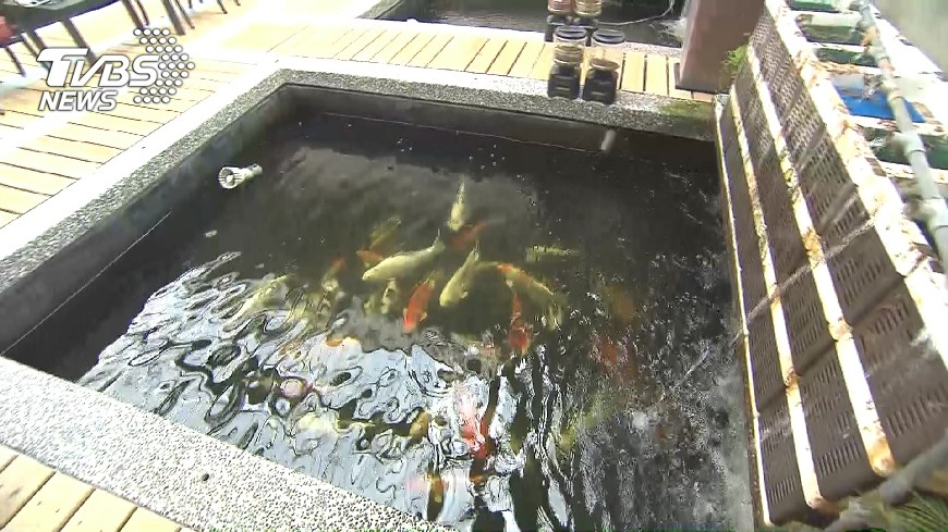 觀賞魚夯 錦鯉色彩鮮豔壽命久身價破千萬！│TVBS新聞網