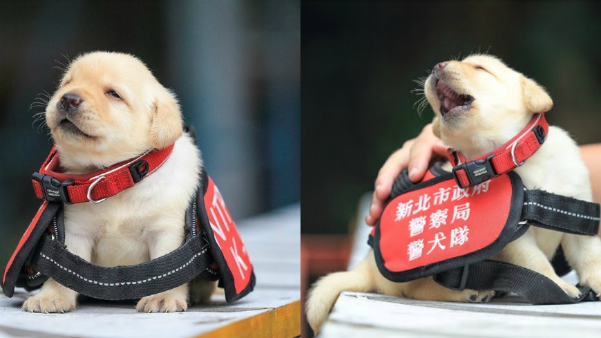我投降！小警犬滿月 網友融化想「抱緊處理」│TVBS新聞網