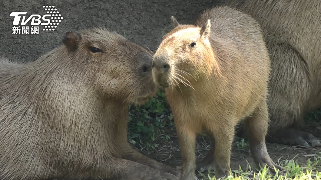 熱炸了！氣溫屢創新高 專家估2060年冬天天數「恐歸零」│TVBS新聞網