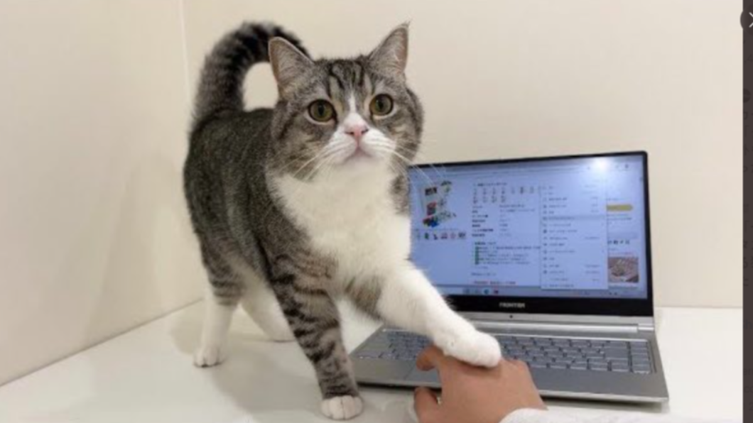 圖輯／2022年2月22日是超級貓之日！盤點貓奴必追網紅貓│美貓│TVBS新聞網