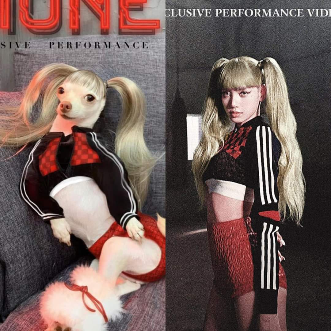 比Lisa撫媚！吉娃娃神Cos多位巨星 網笑：不是叫你超越│TVBS新聞網