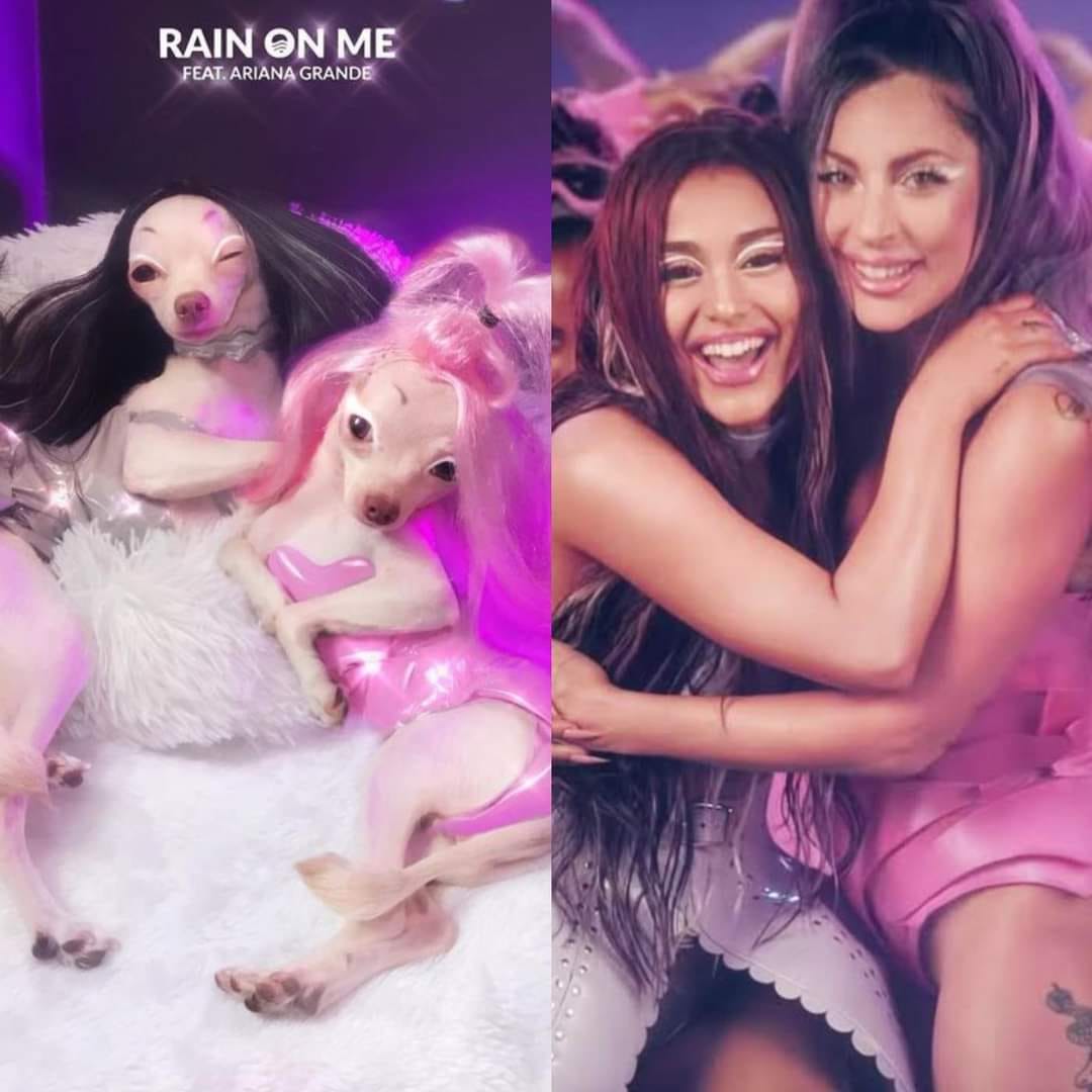 比Lisa撫媚！吉娃娃神Cos多位巨星 網笑：不是叫你超越│TVBS新聞網