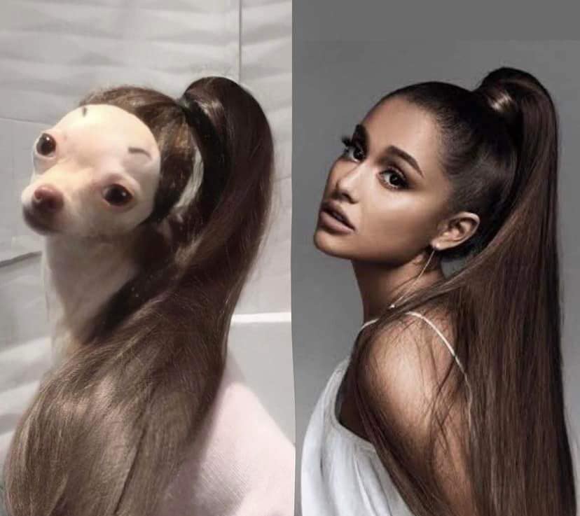 比Lisa撫媚！吉娃娃神Cos多位巨星 網笑：不是叫你超越│TVBS新聞網