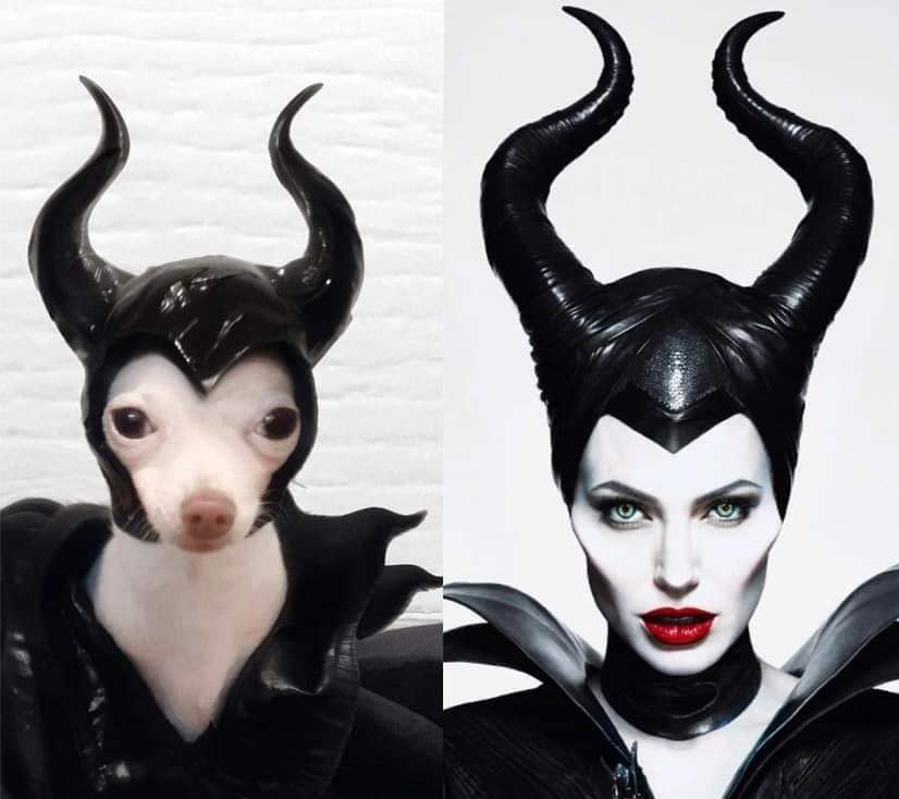 比Lisa撫媚！吉娃娃神Cos多位巨星 網笑：不是叫你超越│TVBS新聞網