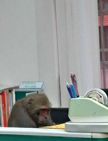 中山大學獼猴又進化！蹲牆爽喝手搖 不屑「插吸管」：沒看過膩│台灣獼猴│猴子│飲料│TVBS新聞網