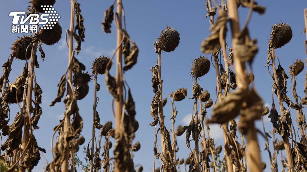 歐洲遇五百年大旱危機 英國地面溫度逾50℃│TVBS新聞網
