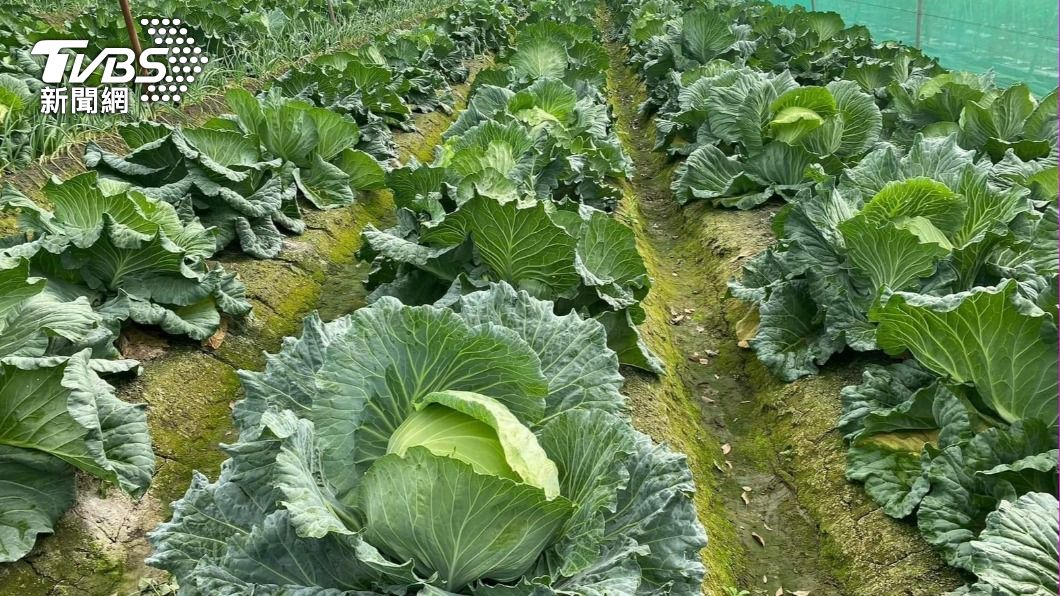 比臉還大！農民種出巨無霸高麗菜 民眾：從除夕吃到開工│TVBS新聞網