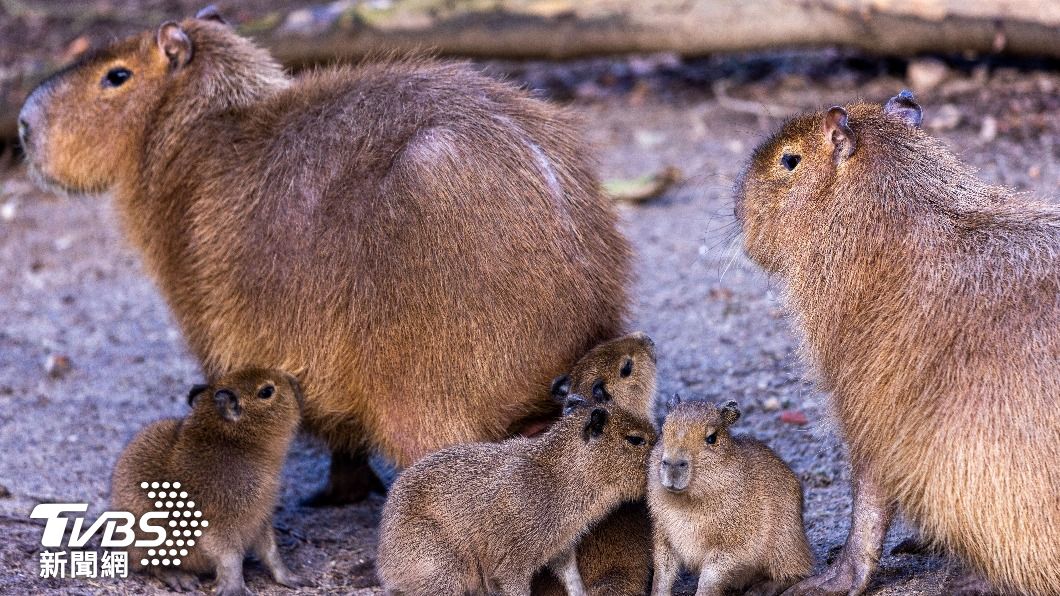 水豚媽媽「帶12娃」湖邊看風景 呆萌背影排排站網融化了│TVBS新聞網