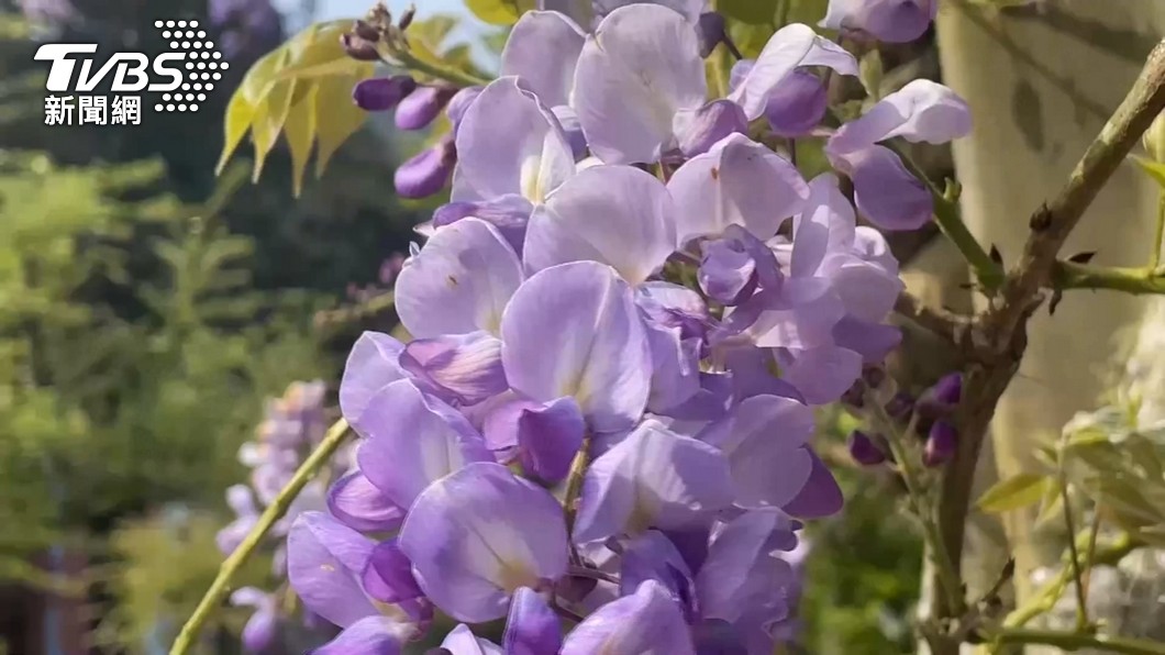 「紫爆隧道」杉林溪紫藤花開 200公尺夢幻花廊│TVBS新聞網