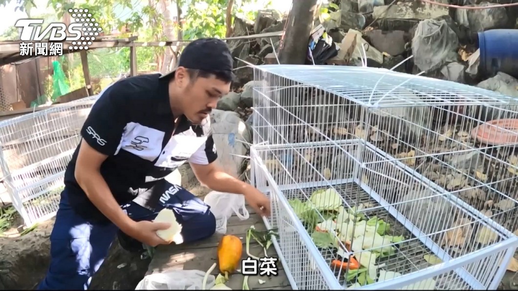 繁殖太快速！1晚能抓400隻綠鬣蜥大軍甚至與鴨搶食│TVBS新聞網