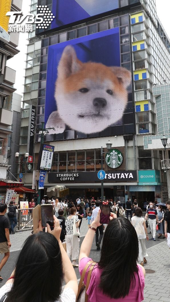 有片／日本街頭出現「3D秋田犬」 大阪、澀谷探頭耍萌│TVBS新聞網