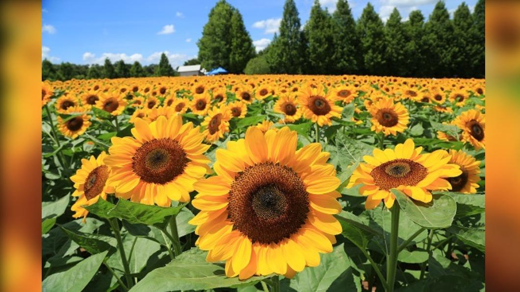 日本廣島超避暑! 樂賞瀑布花海星空.也能玩水泡湯│TVBS新聞網