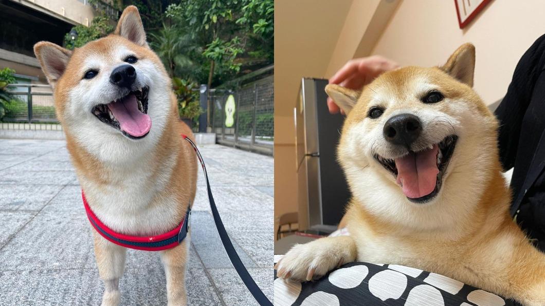 超紅迷因「小廢柴」離世！主人發文證實死訊 10萬人哀悼│TVBS新聞網