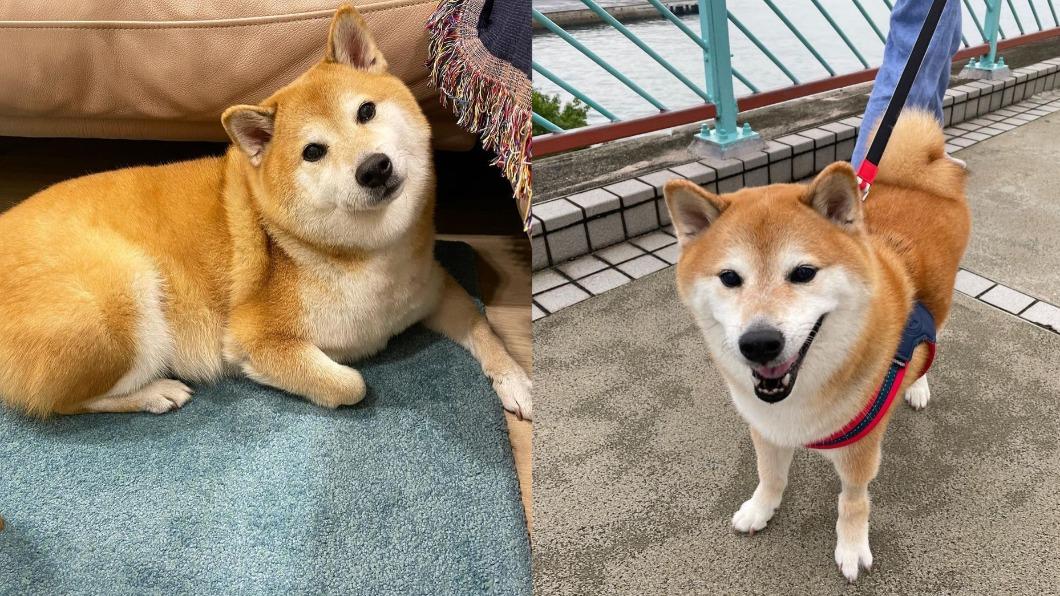 超紅迷因「小廢柴」離世！主人發文證實死訊 10萬人哀悼│TVBS新聞網