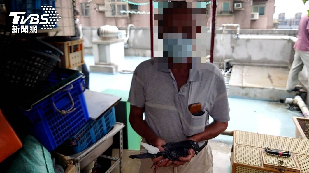 新北山區賽鴿大盜落網！「撒網捕鴿」勒贖 不法獲利240萬│TVBS新聞網