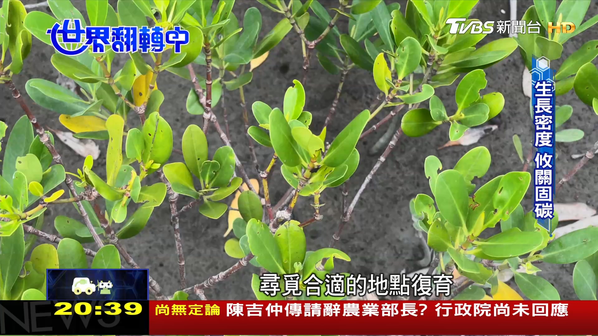 台灣減碳尖兵！紅樹林吸碳力強 等同3000座大安森林公園│TVBS新聞網
