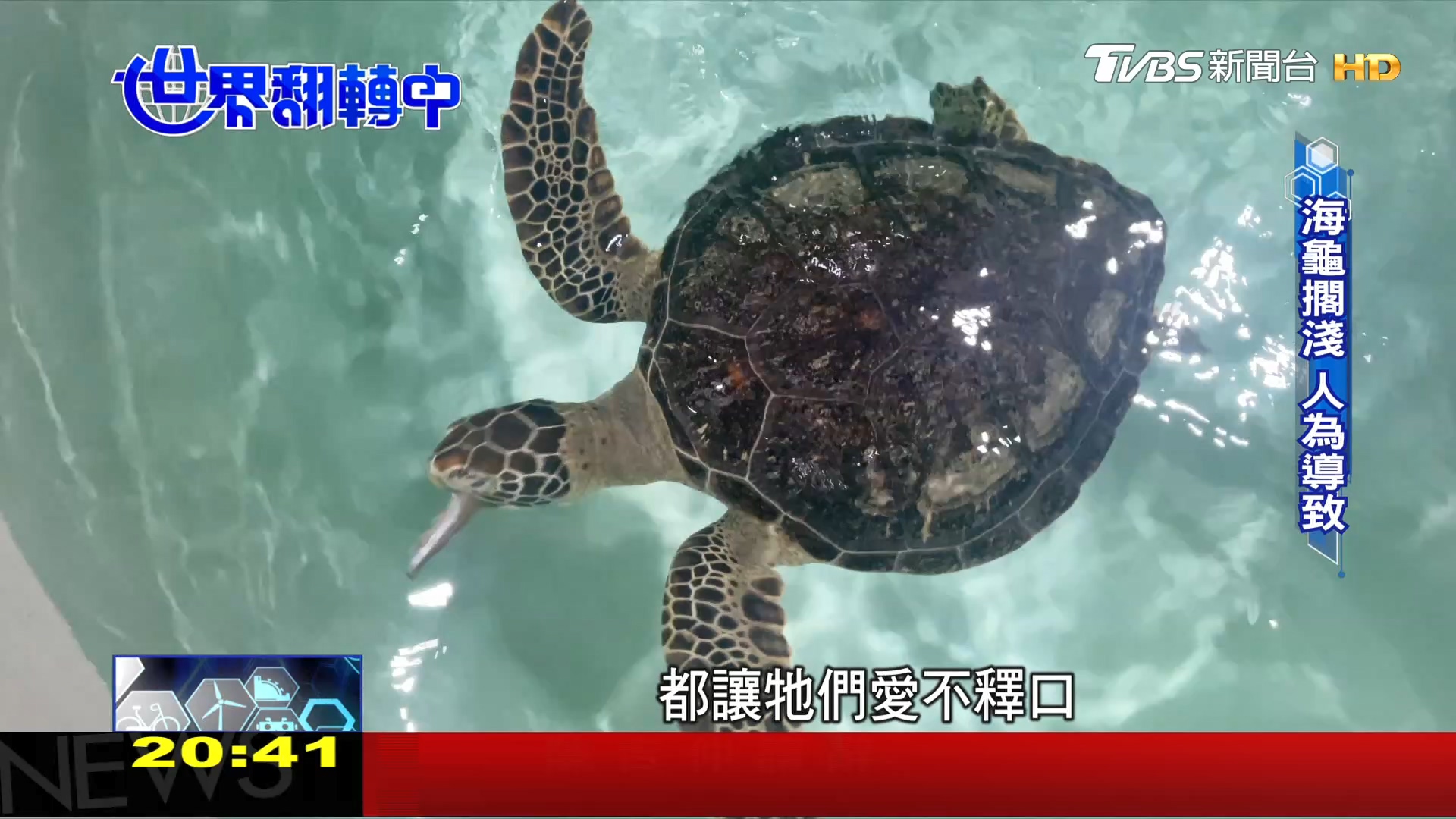 台灣減碳尖兵！紅樹林吸碳力強 等同3000座大安森林公園│TVBS新聞網