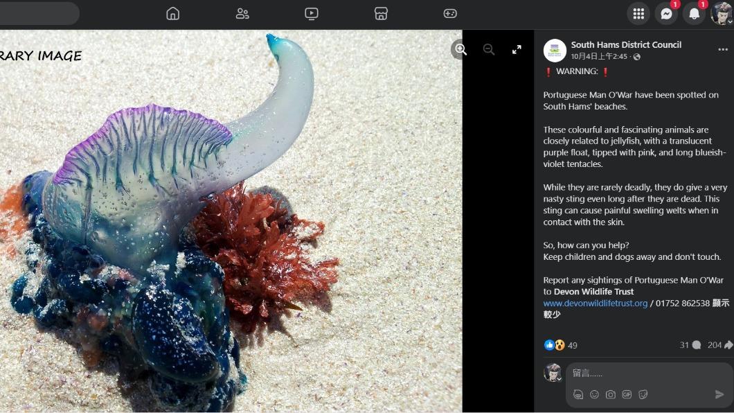 超絕美「葡萄牙戰艦」海邊現蹤 英國當局警告：別接觸！│僧帽水母│北威爾斯│水母│TVBS新聞網