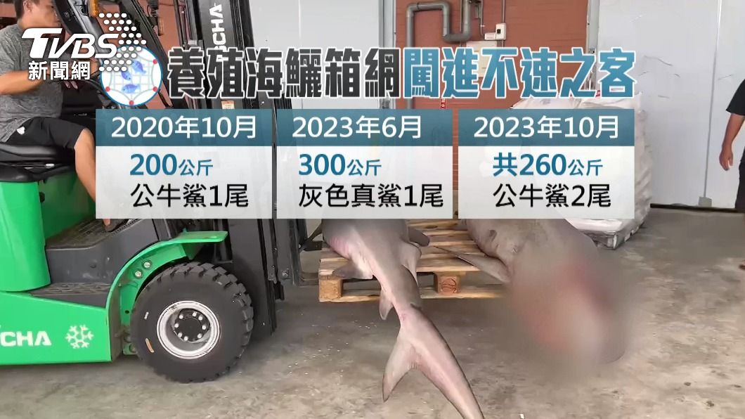 又是鯊！ 2隻總重260公斤「公牛鯊」闖入箱網│TVBS新聞網