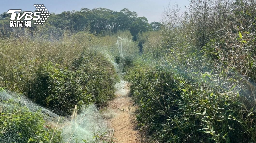150公尺網子現苗栗深山！男海量捕賽鴿 參賽者遭勒索5萬│TVBS新聞網