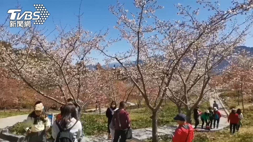 8：30開放8：31訂完！武陵櫻花季2500間房秒殺│TVBS新聞網