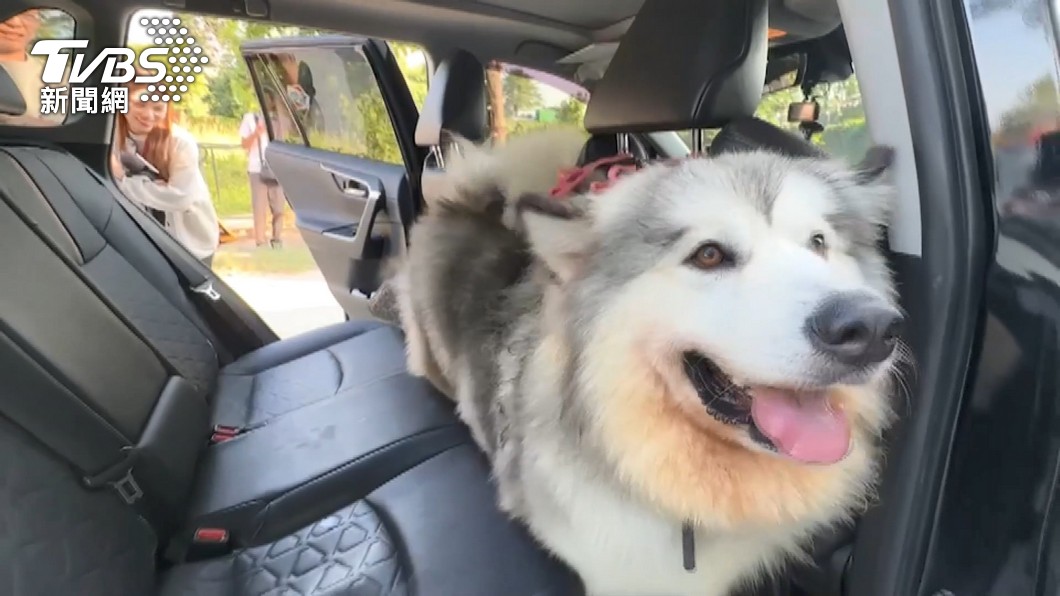 虐狗？哈士奇「身體對折」塞太空包 高市府：最重罰7.5萬│TVBS新聞網