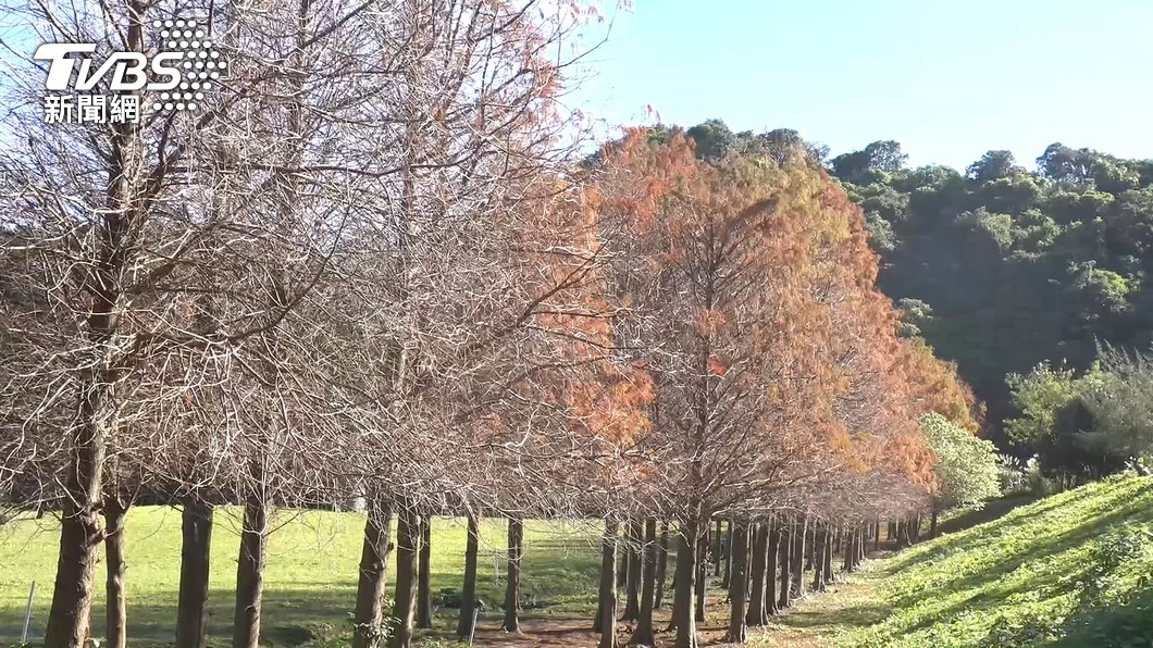 「垃圾場變秘境」！ 200m落羽松林道超唯美│TVBS新聞網