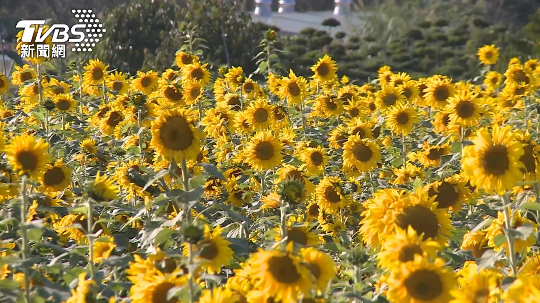 秘境找靜靜！「小黃山vs.瑞龍」 竹山第一美瀑布│TVBS新聞網