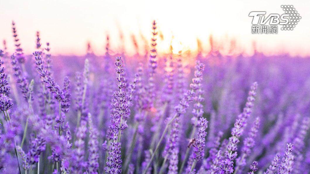 2025台灣花季攻略》四季花期、必訪賞花景點與最佳拍照時間│TVBS新聞網
