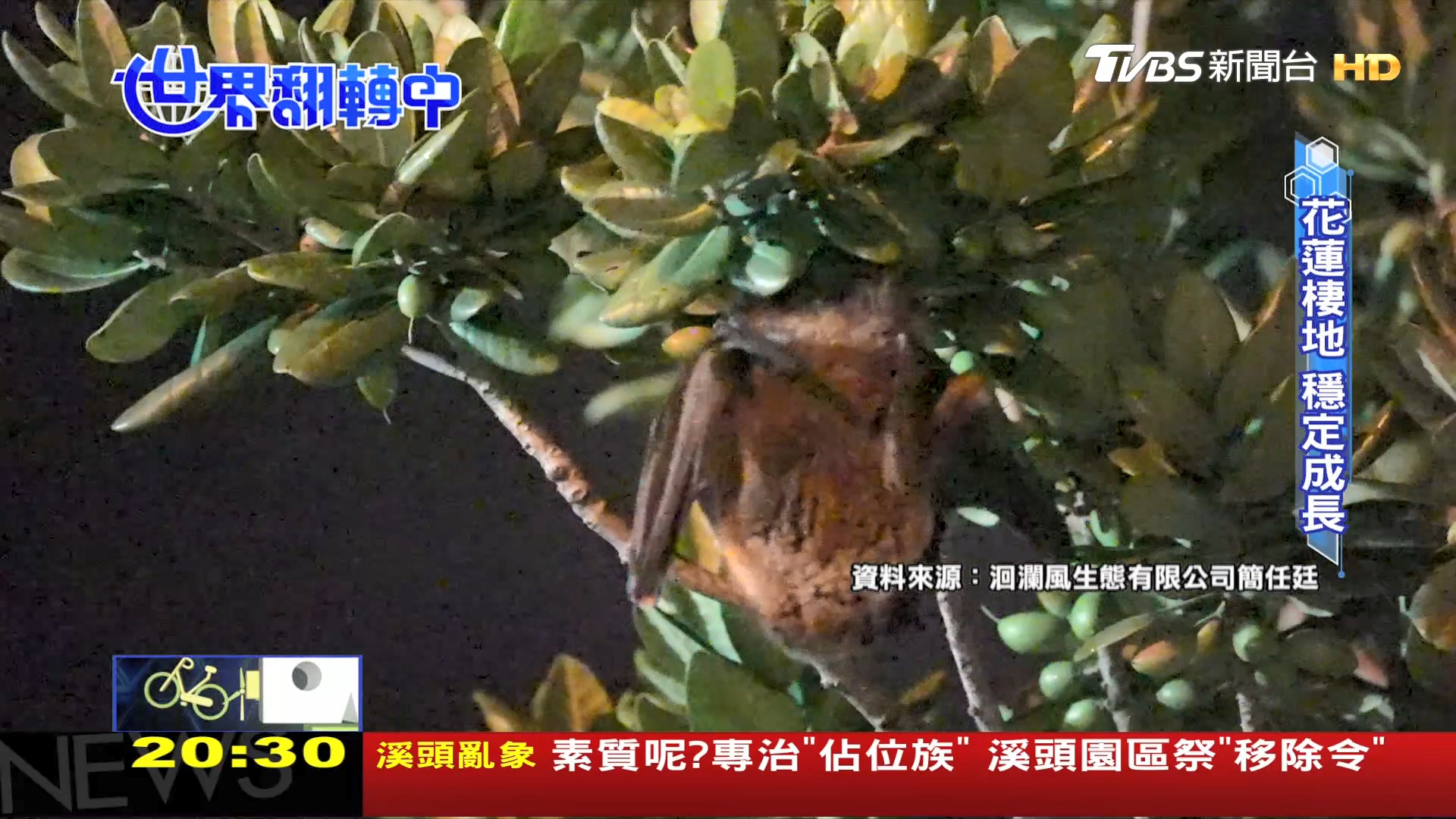 一度消失！台灣狐蝠僅剩200多隻 龜山島數量最穩定│TVBS新聞網