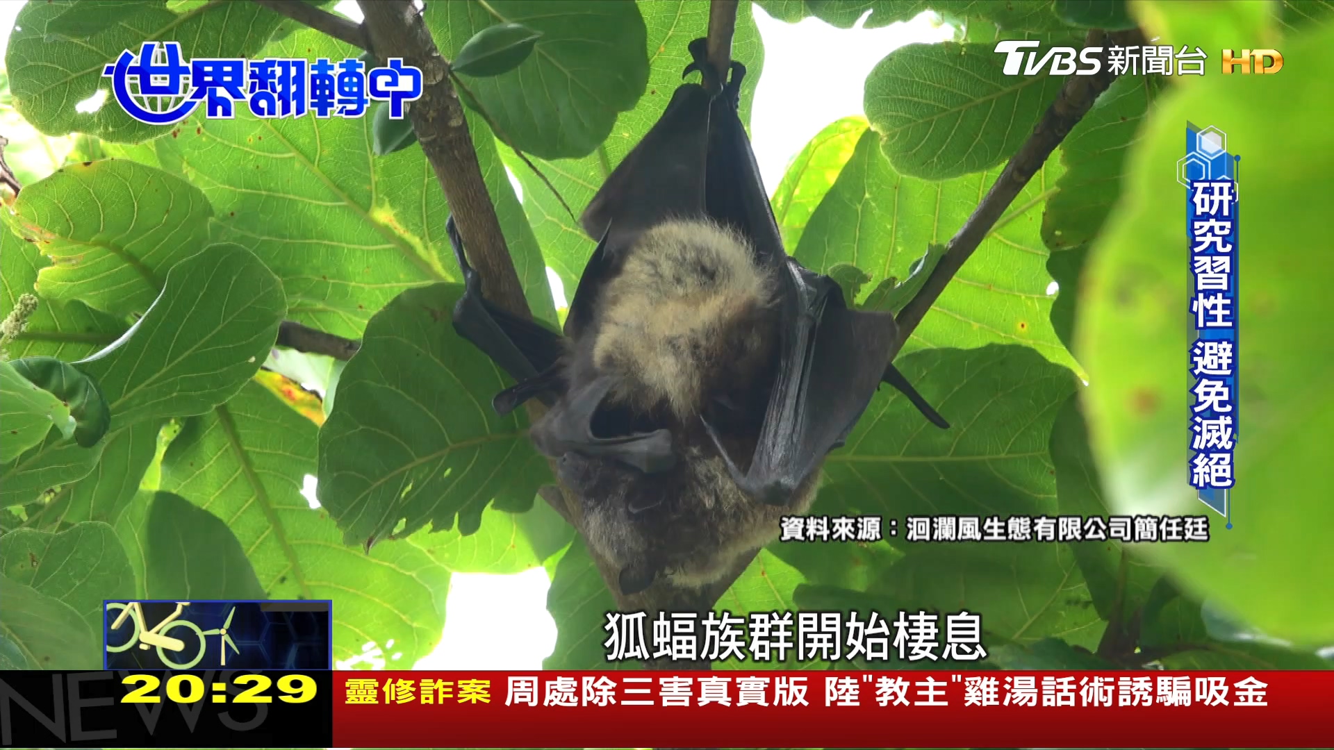 一度消失！台灣狐蝠僅剩200多隻 龜山島數量最穩定│TVBS新聞網