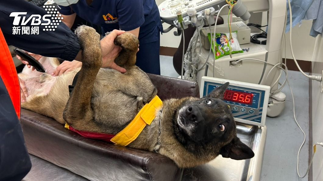 犒賞高雄汪汪搜救隊 Roger不咬mic改咬玩具爽做SPA萌樣曝│TVBS新聞網