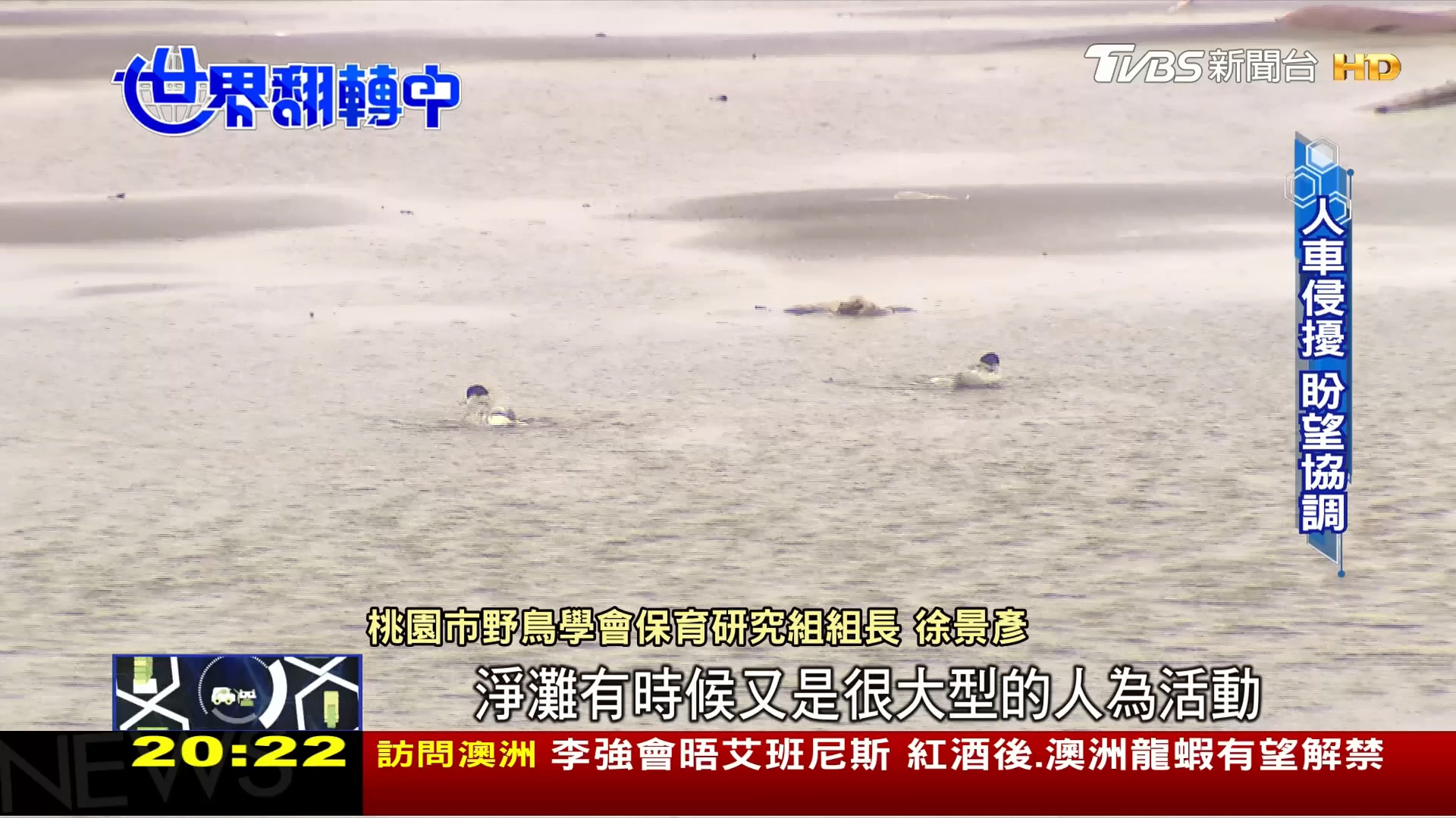 保護有成！ 宜蘭、桃園設小燕鷗保育區全程監控孵化│TVBS新聞網