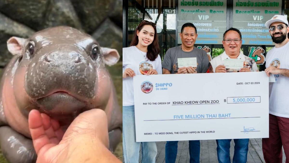 「彈跳豬」全球爆紅！杜拜富豪飛泰國見牠 霸氣捐款480萬│TVBS新聞網