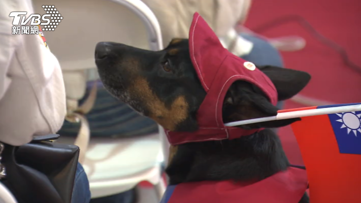 雙十「毛小孩」也應景！ 國旗裝扮「選美秀」PK│TVBS新聞網