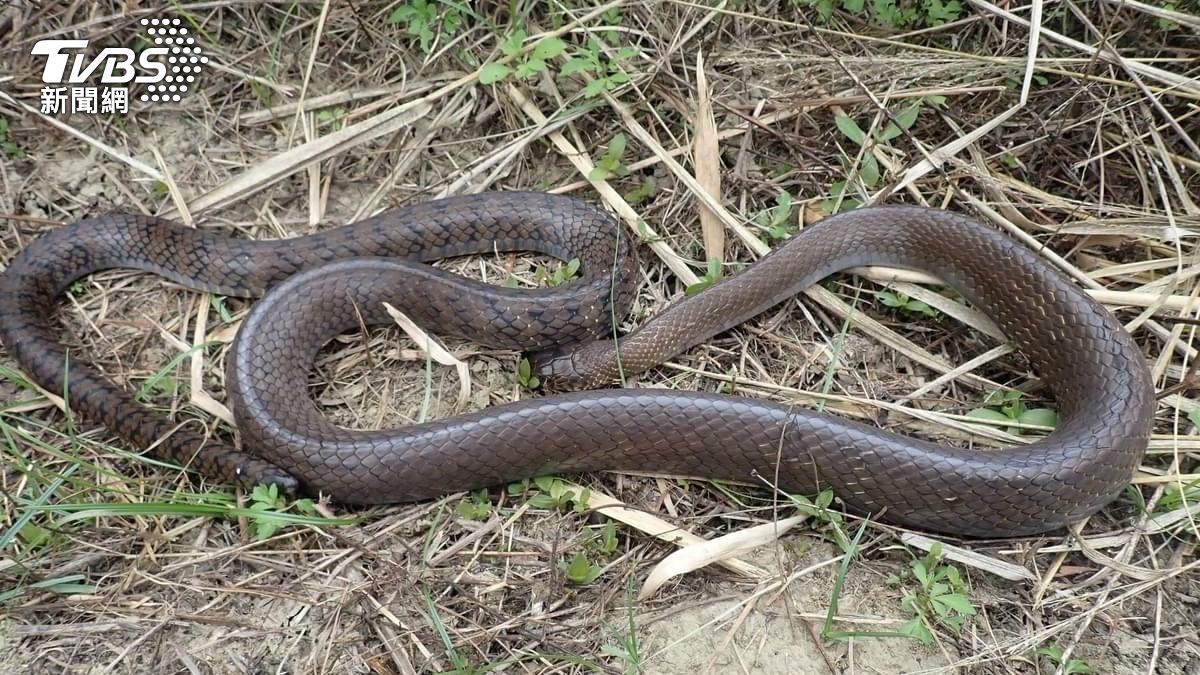 獨／150cm南蛇遭車輾癱！生態觀察者路過手刀救援 結局好催淚 │TVBS新聞網