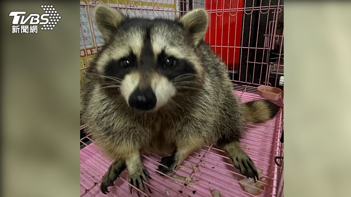 桃園尋獲「阿嬤養的浣熊」 動保處曝：OREO會轉開吃│TVBS新聞網