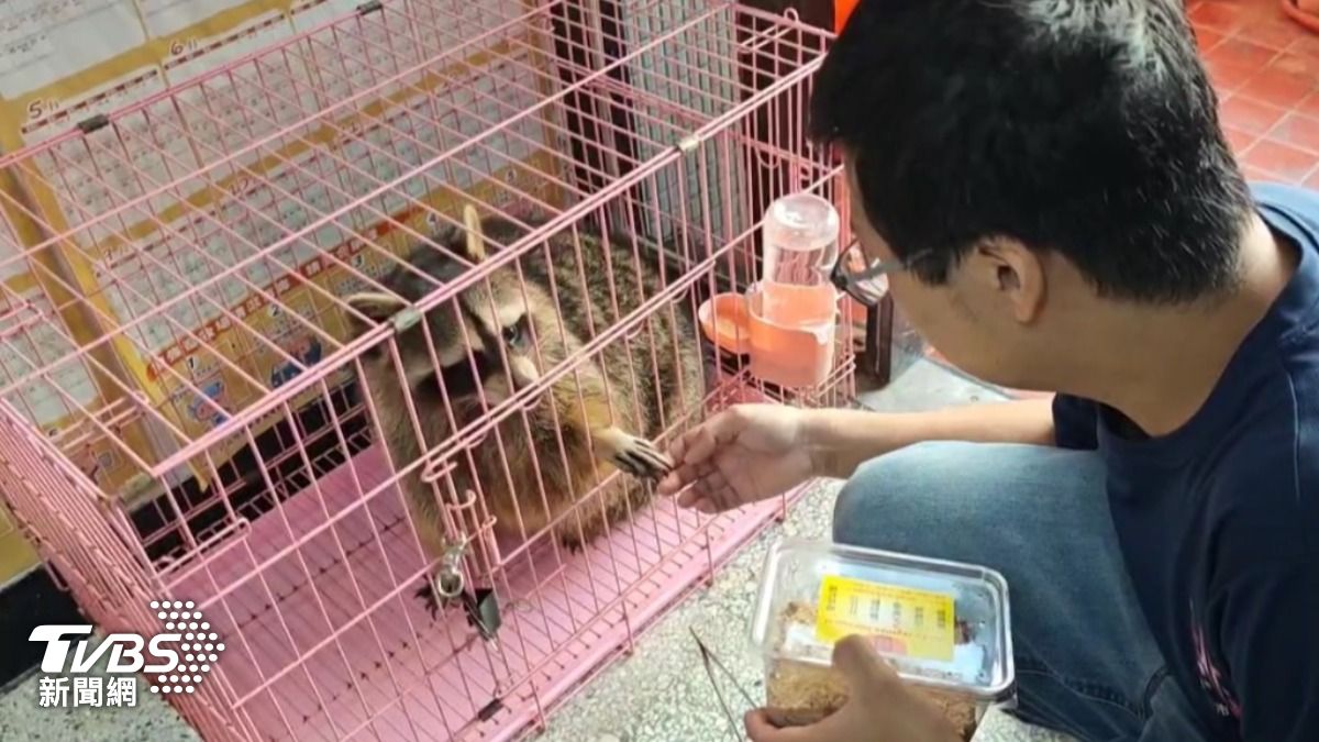 桃園尋獲「阿嬤養的浣熊」 動保處曝：OREO會轉開吃│TVBS新聞網
