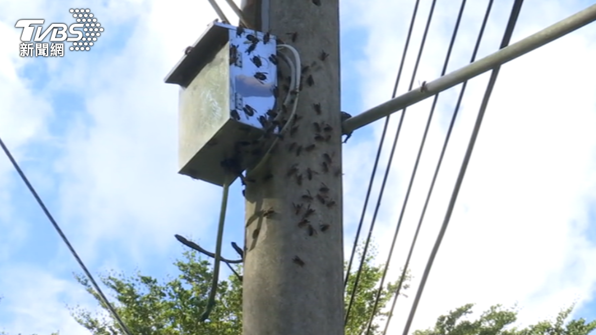 還沒到虎山 先被虎頭蜂叮10針119送醫│TVBS新聞網