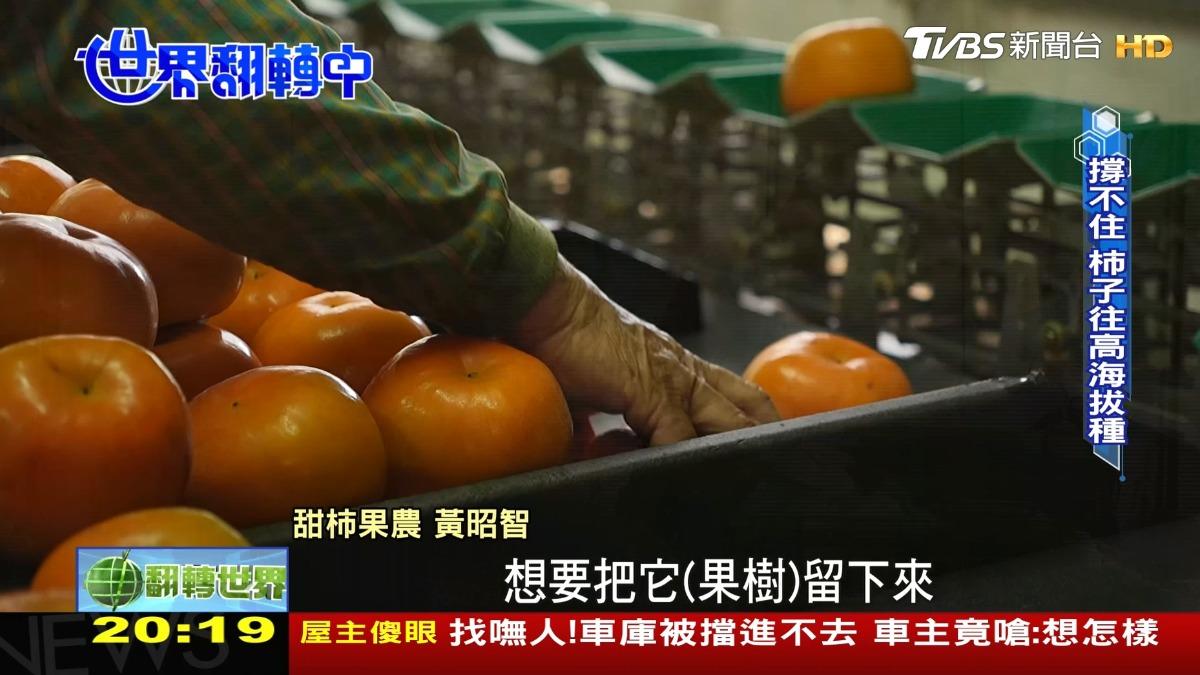 極端氣候！甜柿只能往高海拔遷 水稻測試耐39度高溫│TVBS新聞網