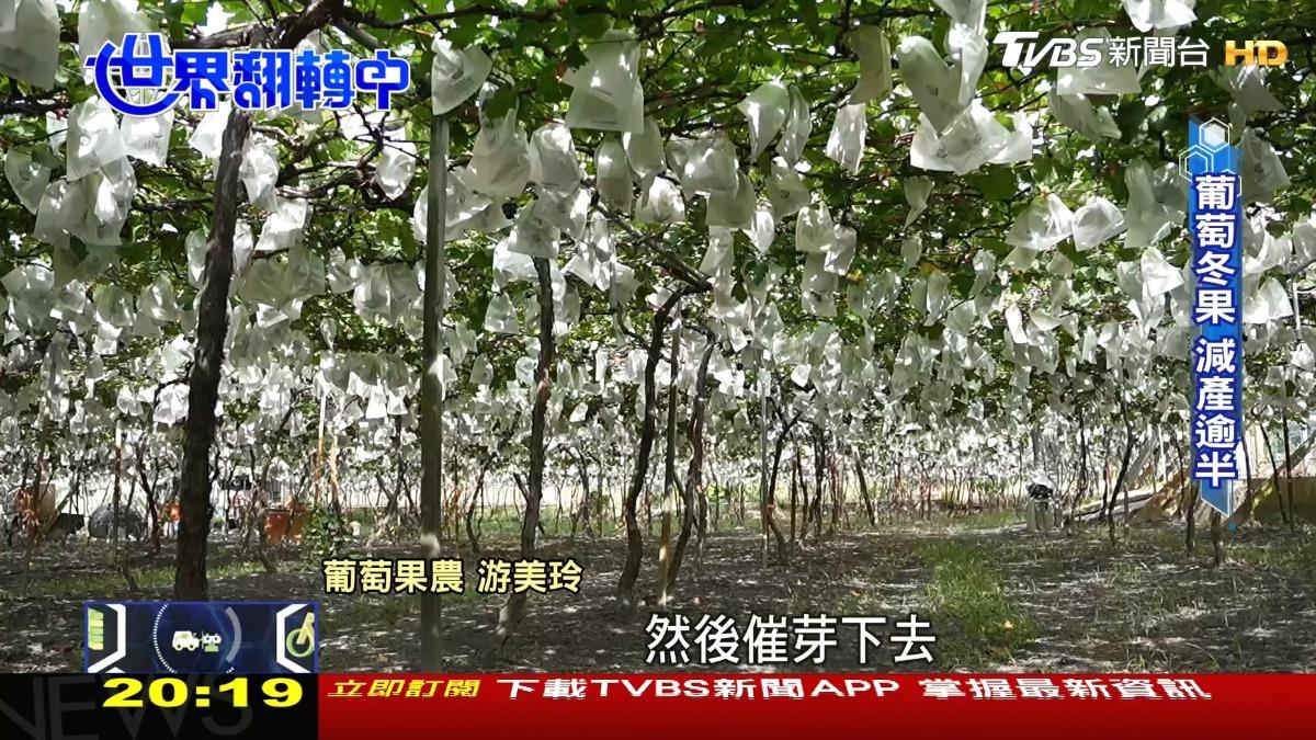 極端氣候！甜柿只能往高海拔遷 水稻測試耐39度高溫│TVBS新聞網