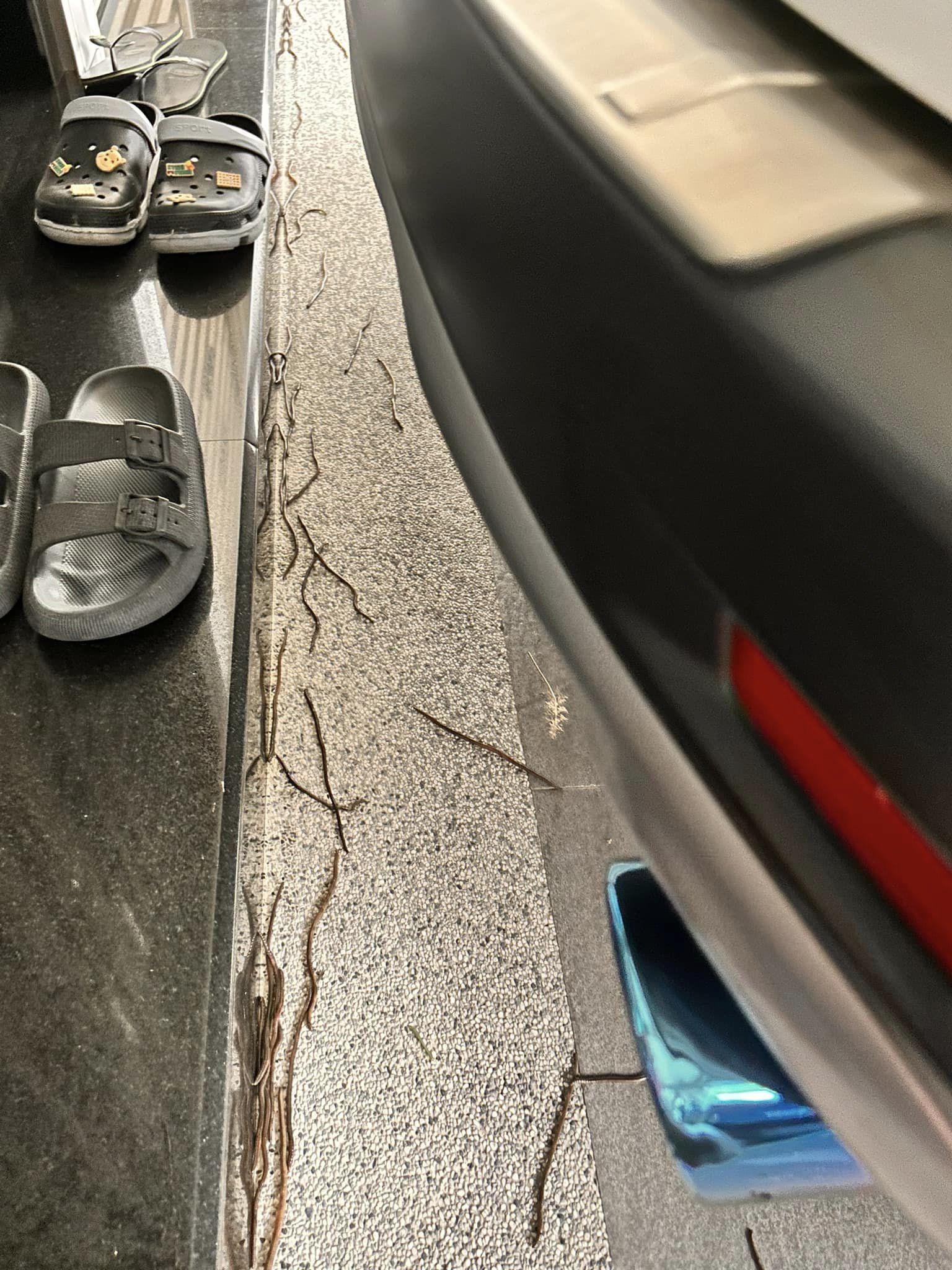 地震前兆？高雄「千隻蚯蚓」蜷曲爬竄 網嚇：921也這樣│TVBS新聞網