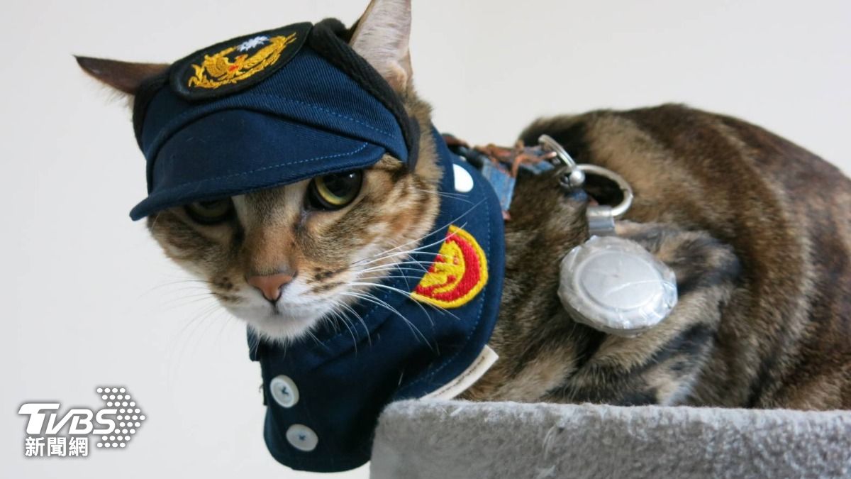 1年前還在流浪！萌貓「乖乖」穿上警制服 成桃園景福派出所貓│TVBS新聞網