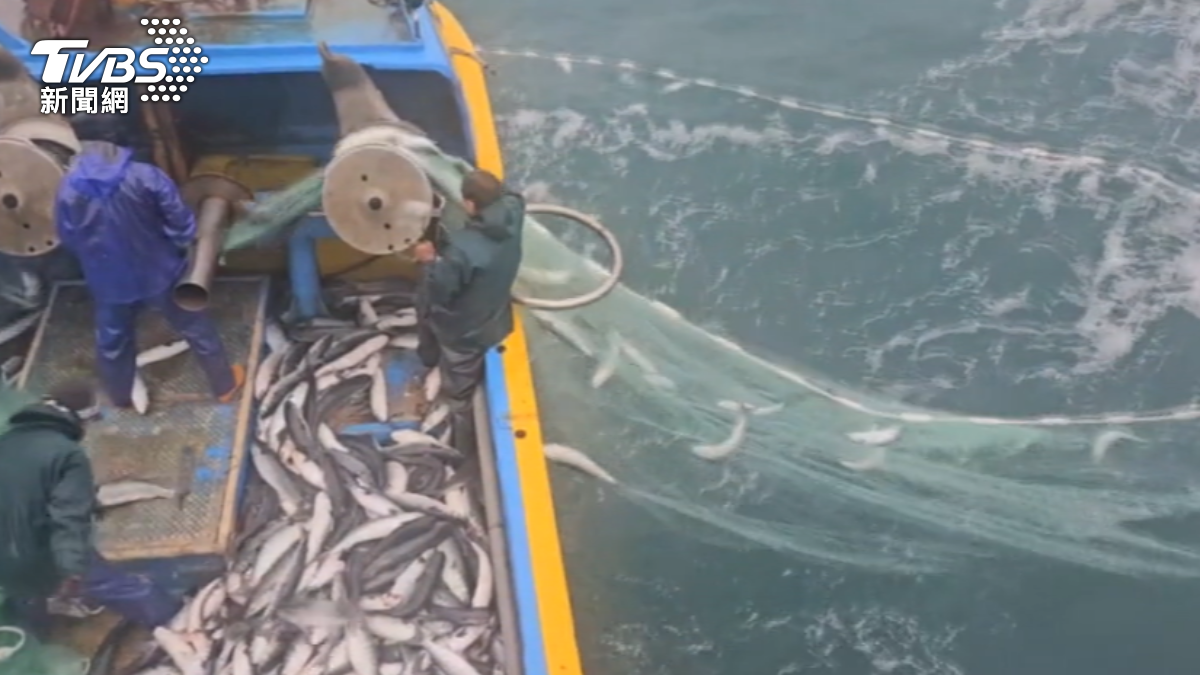 線西漁民捕獲正頭烏2500尾 賺百萬「烏金年終」│TVBS新聞網