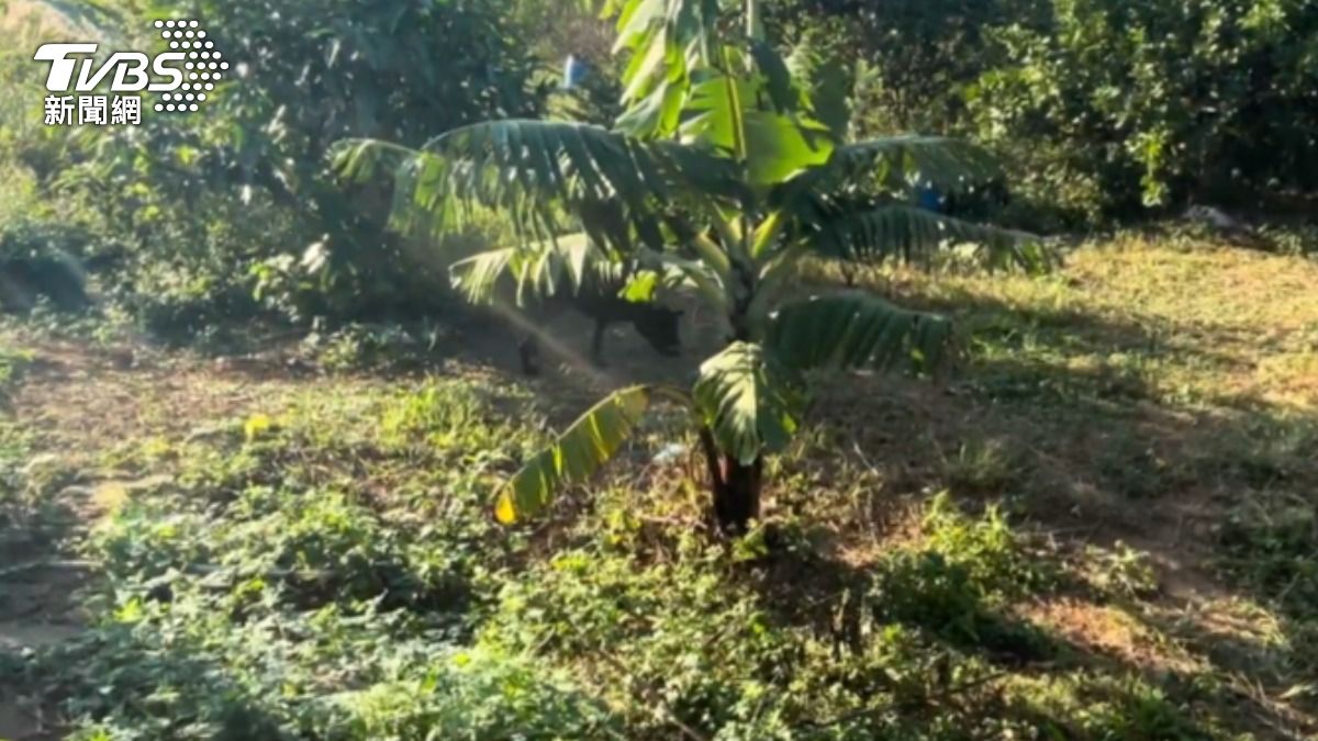 新竹失蹤男「頭骨被黑狗叼回」？ 飼主嚇壞、警比對DNA曝真相│TVBS新聞網
