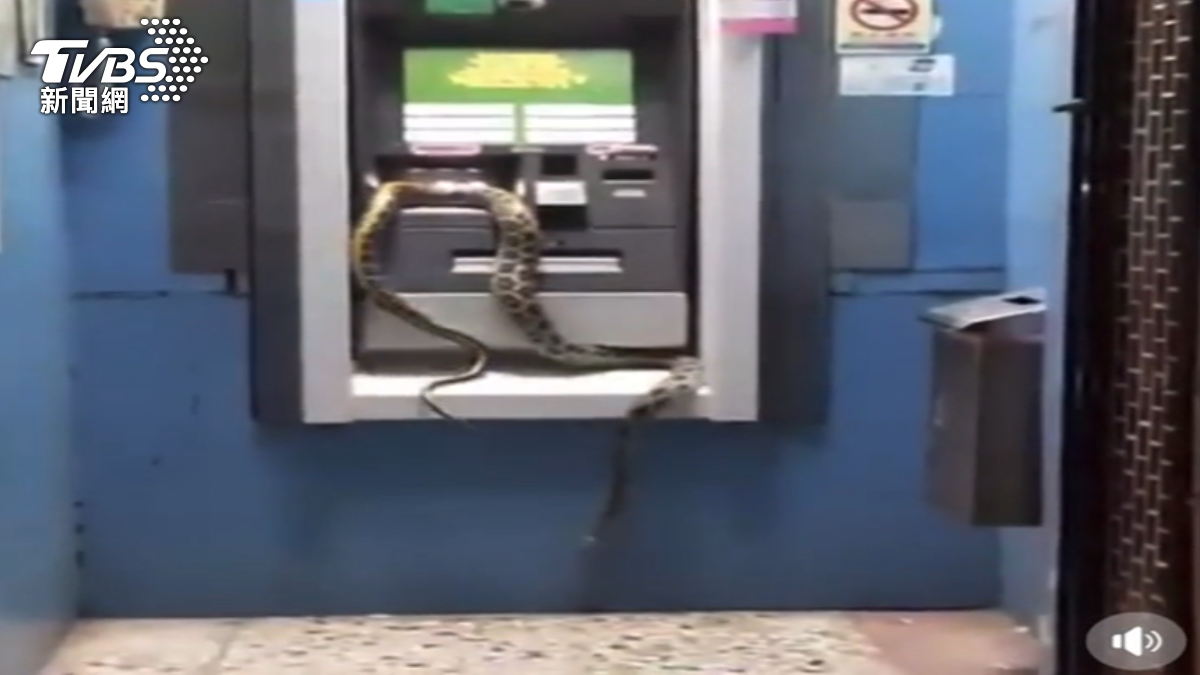領錢嗎？巨蛇盤據銀行ATM 民眾笑：要發財│TVBS新聞網