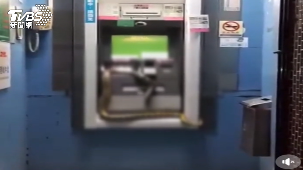 領錢嗎？巨蛇盤據銀行ATM 民眾笑：要發財│TVBS新聞網